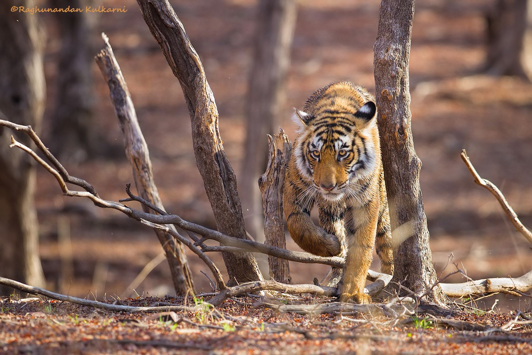 Tigersafari in Indien planen: beste Parks, Reisezeit, Kosten & Profi ...